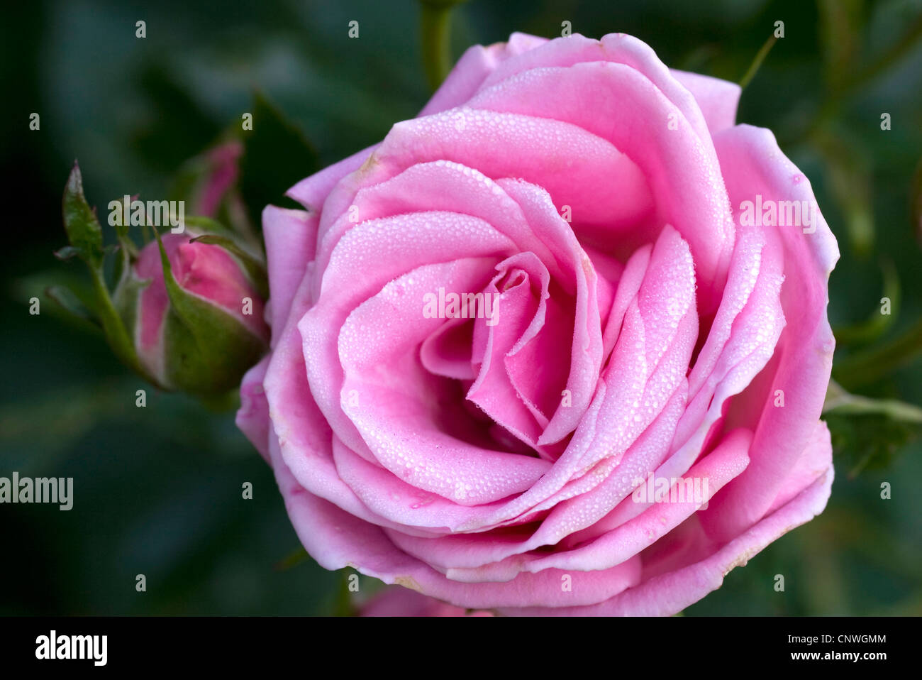 ornamental rose (Rosa 'Europas Rosengarten', Rosa Europas Rosengarten ...