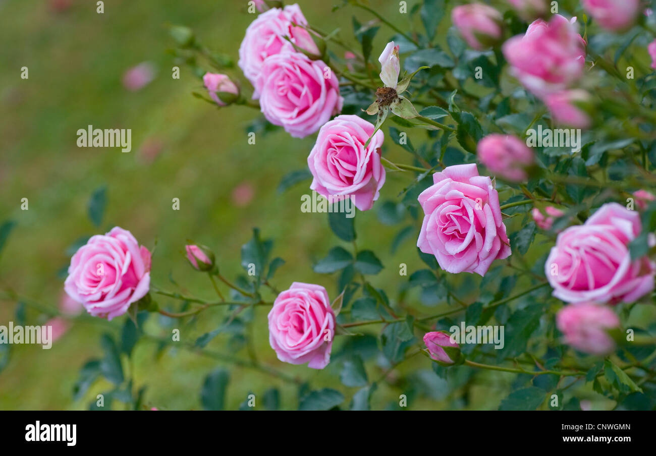 ornamental rose (Rosa 'Europas Rosengarten', Rosa Europas Rosengarten ...
