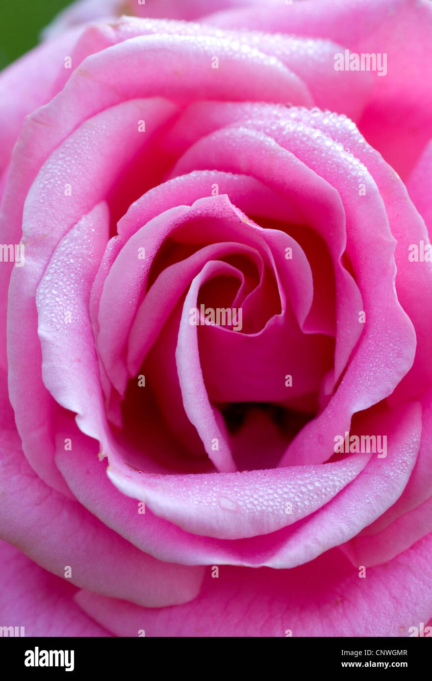 ornamental rose (Rosa 'Europas Rosengarten', Rosa Europas Rosengarten ...