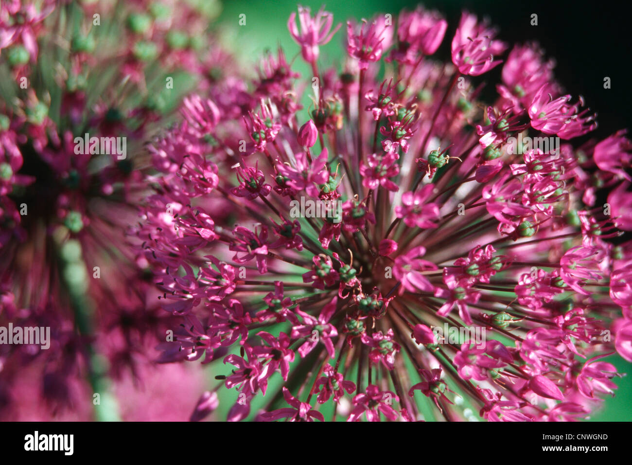 Allium red giant hi-res stock photography and images - Alamy