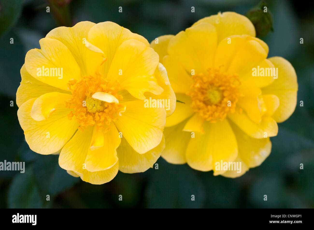 ornamental rose (Rosa 'Star Dust', Rosa Star Dust), cultivar Star Dust ...