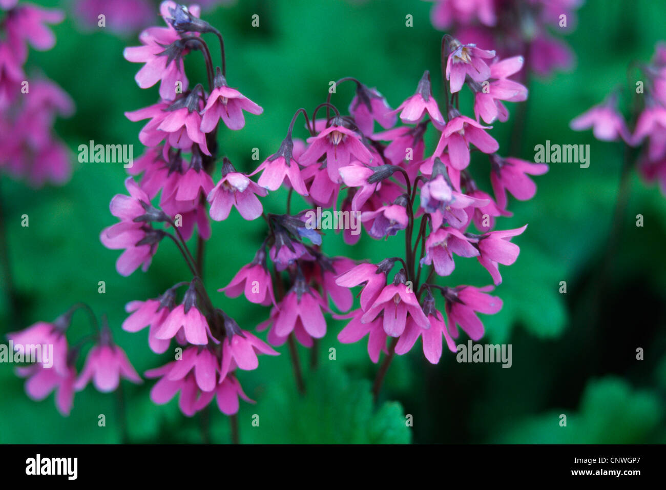 bear's ear sanicle (Cortusa matthioli), blooming Stock Photo - Alamy