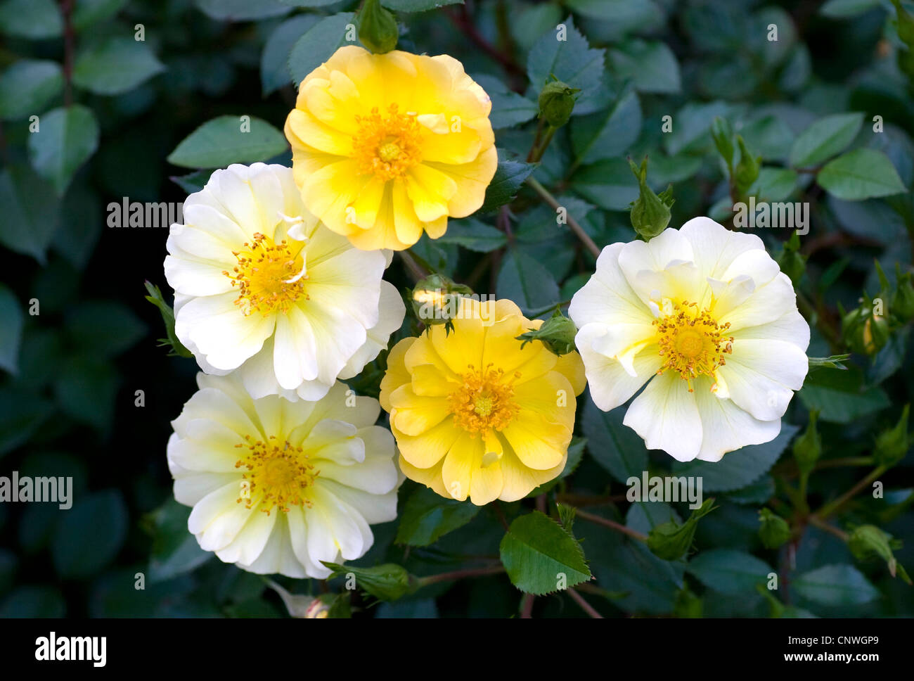 ornamental rose (Rosa 'Star Dust', Rosa Star Dust), cultivar Star Dust ...