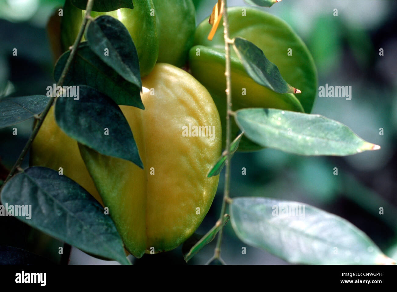 starfruit, carambola fruit, bilimbi, belimbing, Chinese star fruit ...