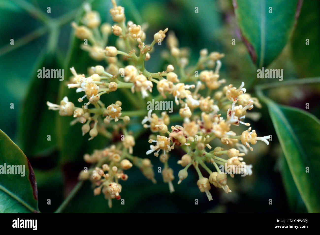 Litchi trees hi-res stock photography and images - Alamy