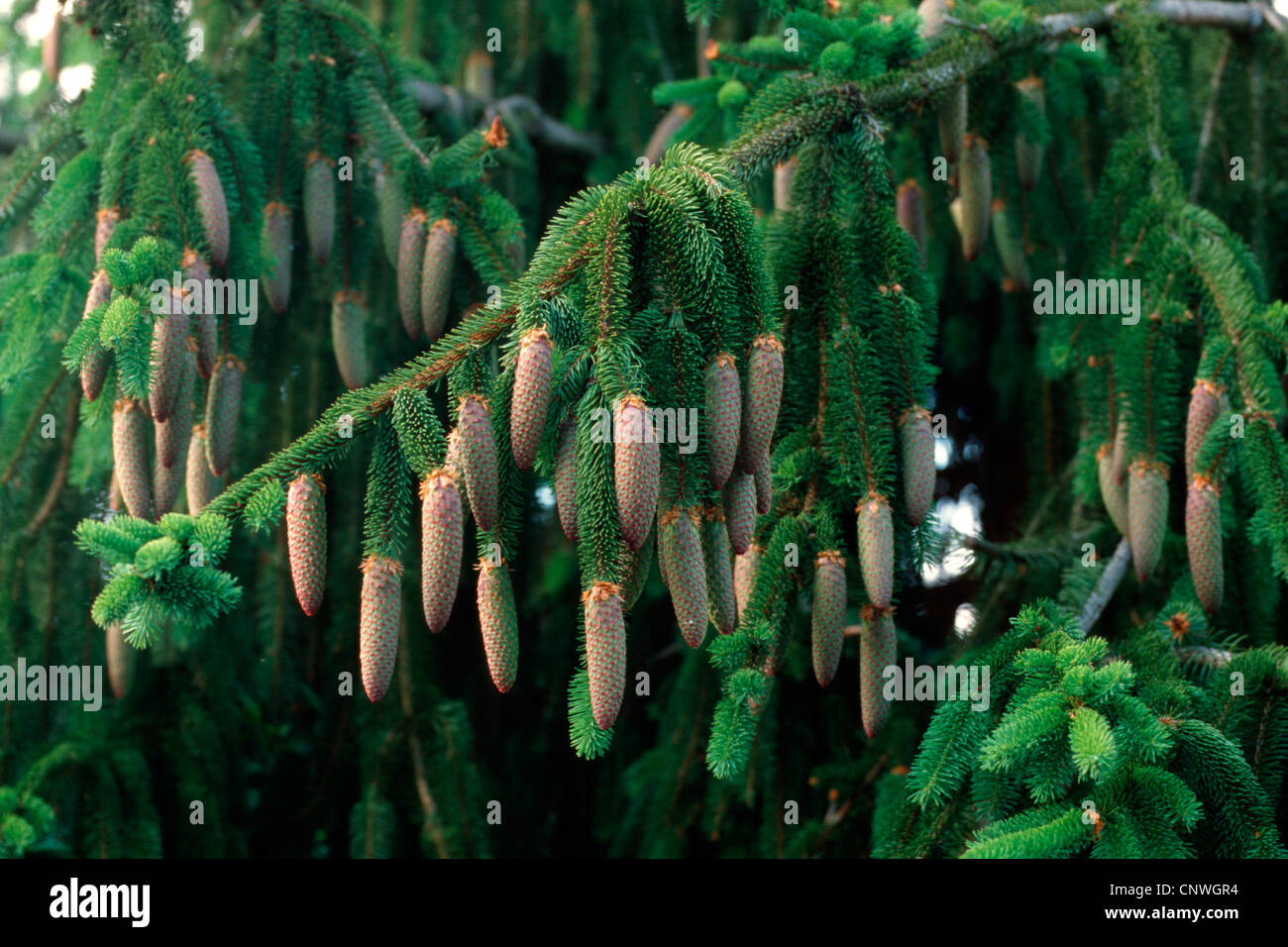 Norway spruce (Picea abies, Picea excelsa), cultivar Inversa, cones ...