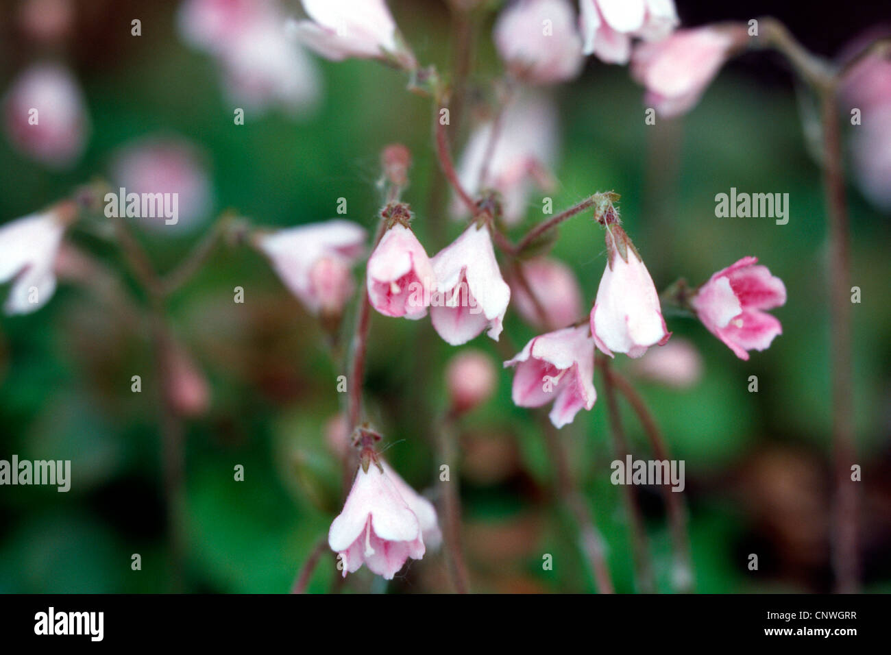 Linnaea linnaea borealis hi-res stock photography and images - Alamy
