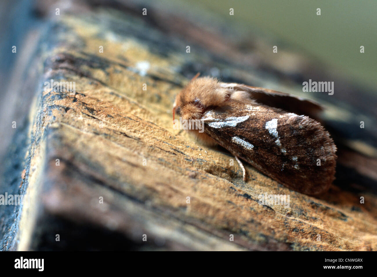common swift, garden swift moth (Korscheltellus lupulinus, Hepialus ...