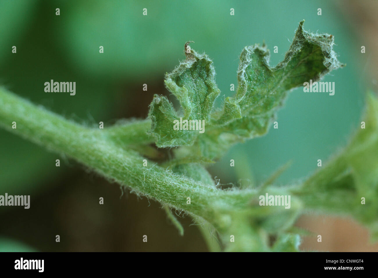 bitter apple, colocynth (Citrullus colocynthis), with damage caused by ...