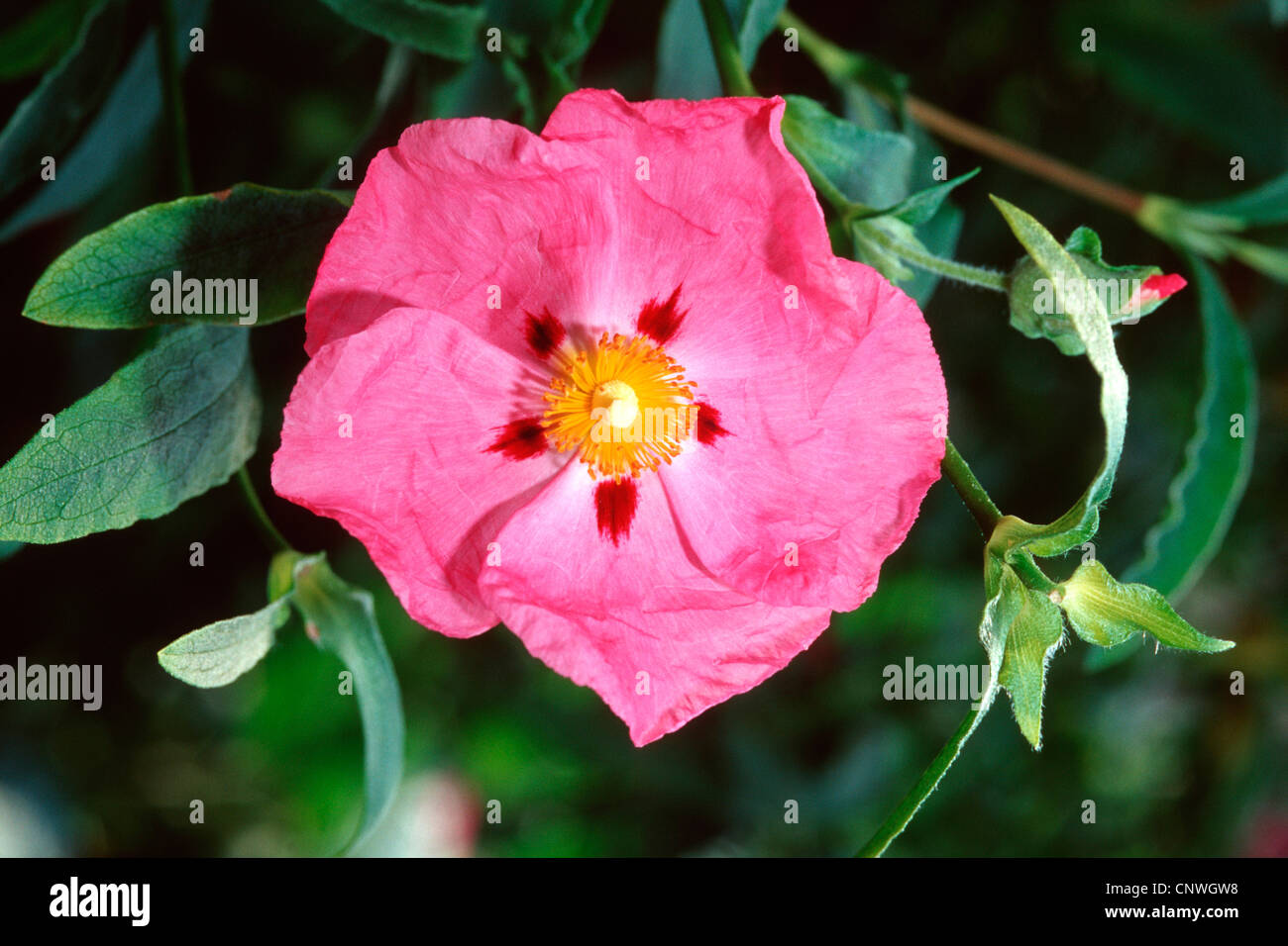 Purple Cistus, Orchid Rockrose (Cistus x purpureus, Cistus purpureus ...