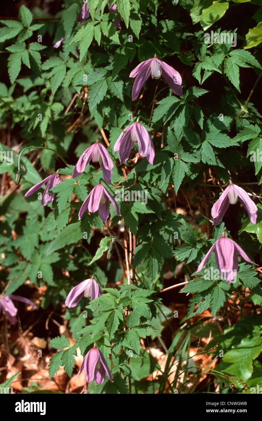 Alpine clematis (Clematis alpina), blooming Stock Photo - Alamy