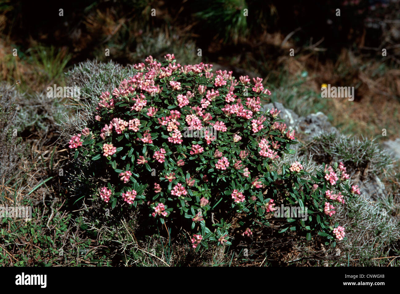 daphne (Daphne sericea), blooming Stock Photo - Alamy