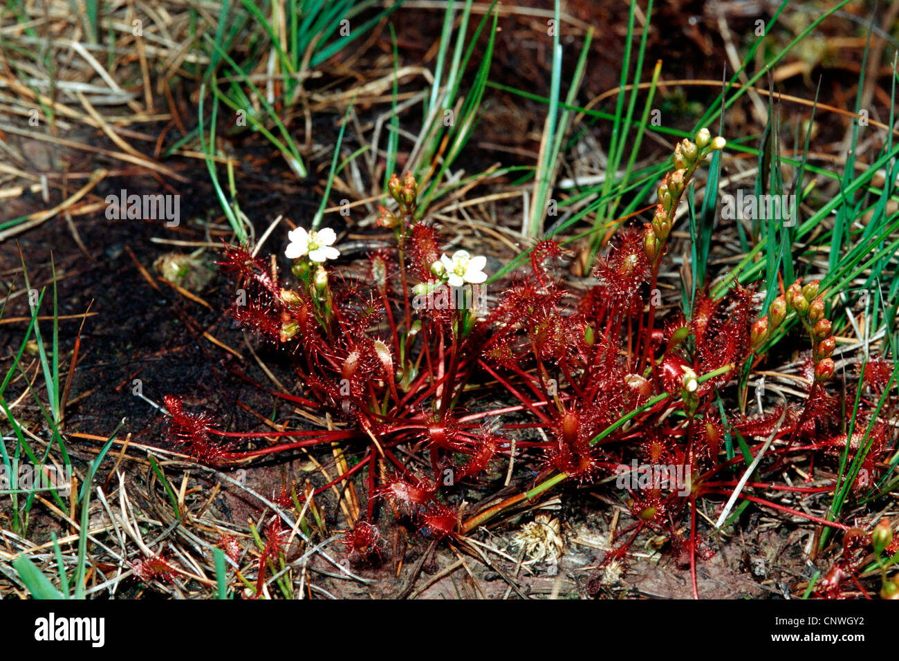 Long leaved sundew hi-res stock photography and images - Alamy