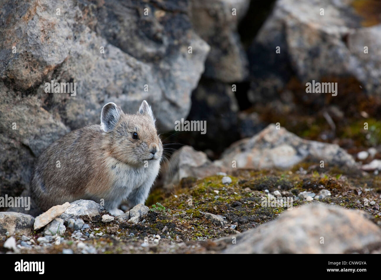American pika (Ochotona princeps), sitting at rocks, Canada, Alberta ...