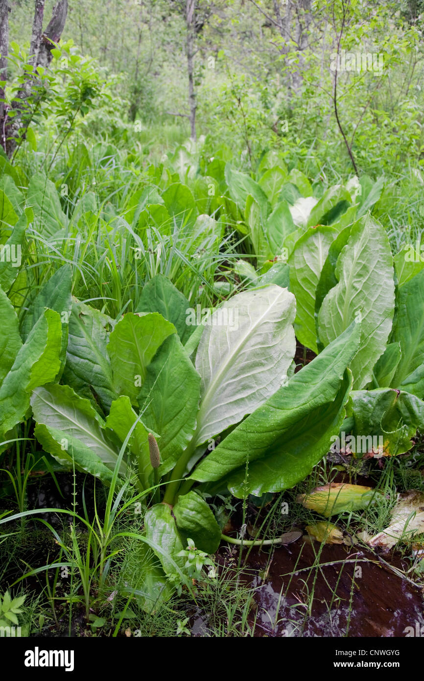 skunk cabbage, swamp lantern, yellow arum, yellow skunk cabbage ...