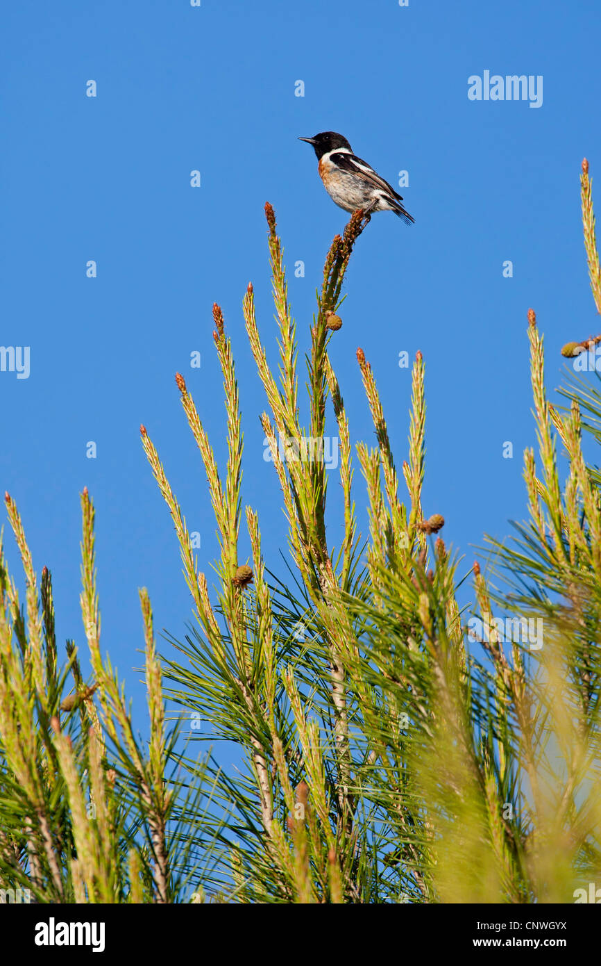 Common mallorca birds hi-res stock photography and images - Alamy