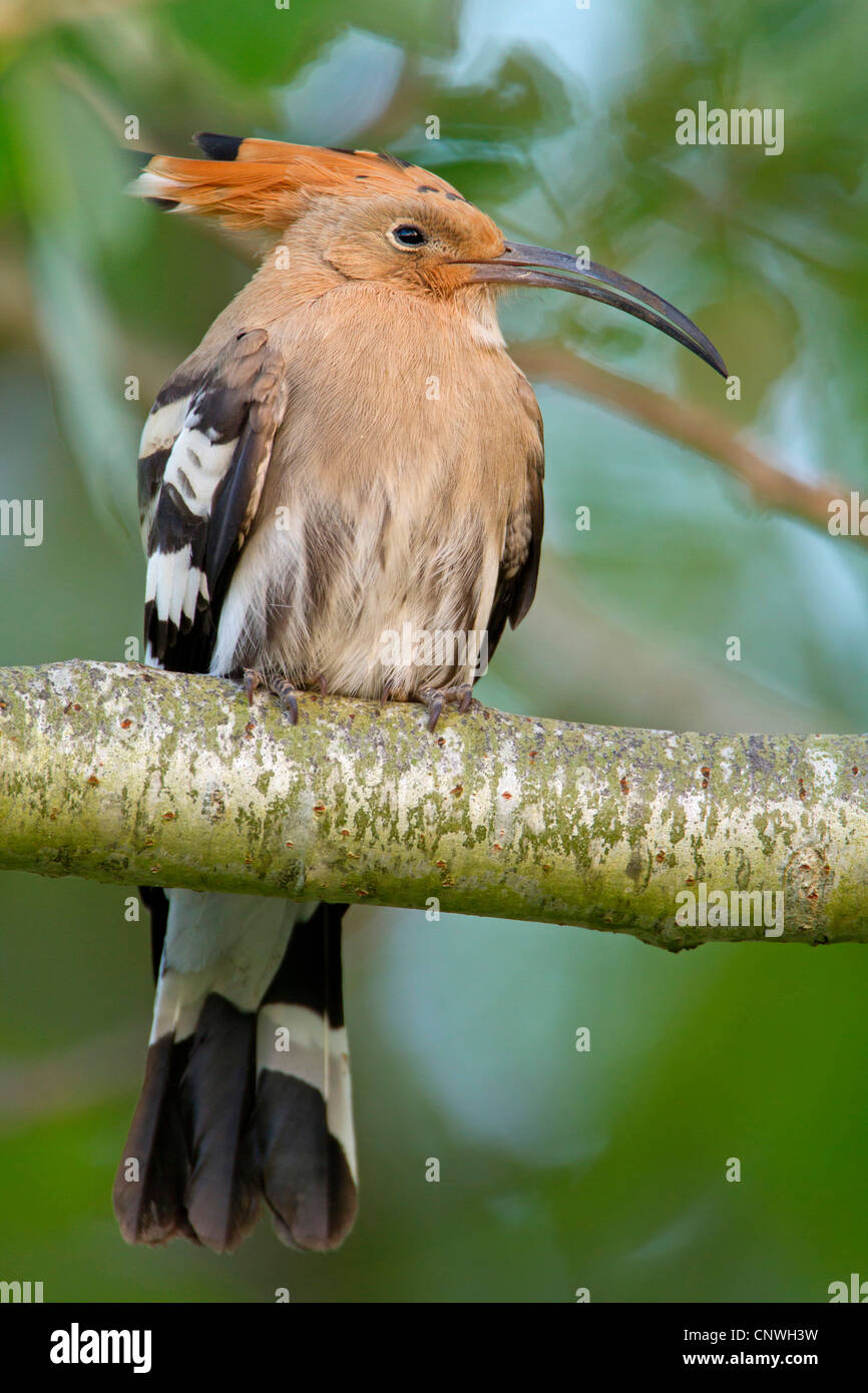 Upupa upupa hi-res stock photography and images - Alamy