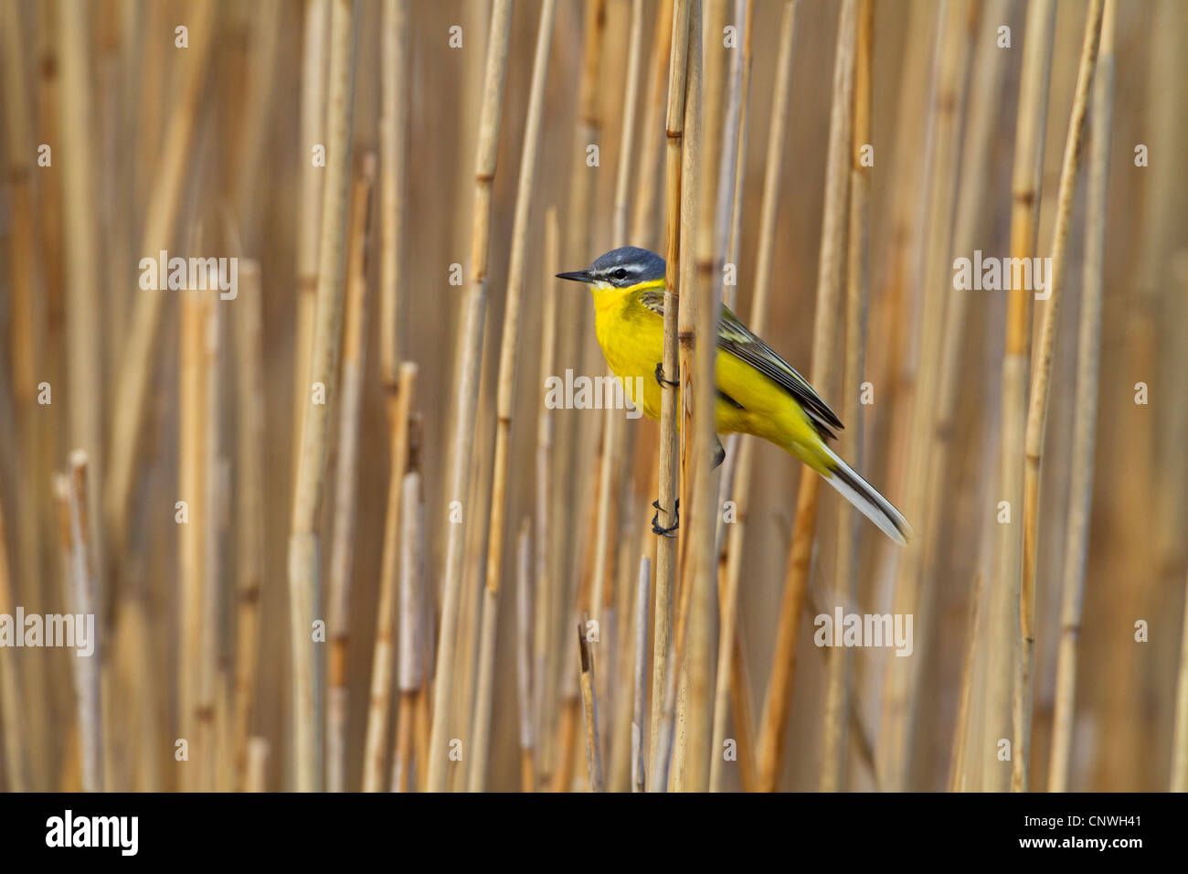 Blue headed yellow wagtail hi-res stock photography and images - Alamy