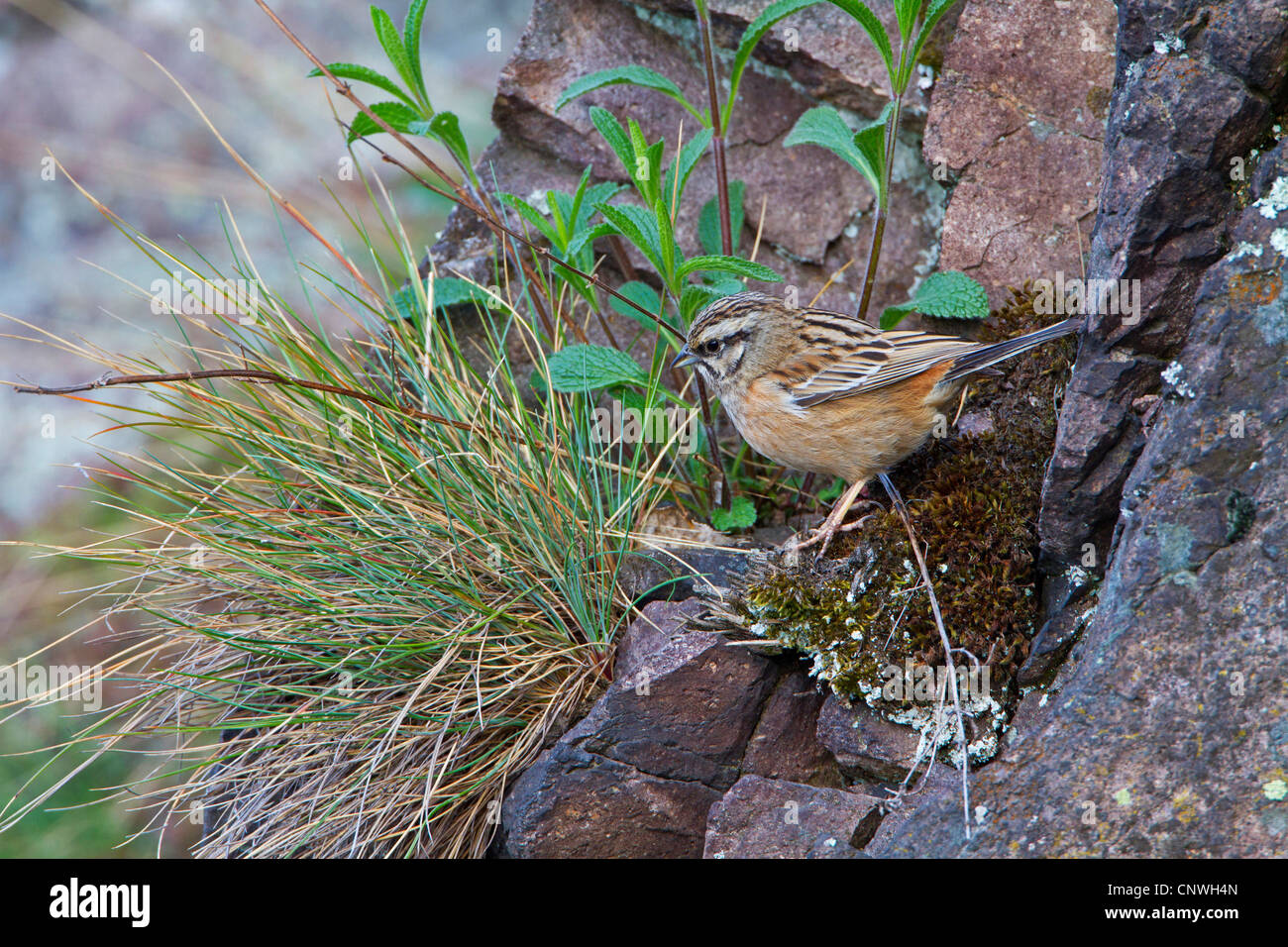 Rock bunting hi-res stock photography and images - Alamy