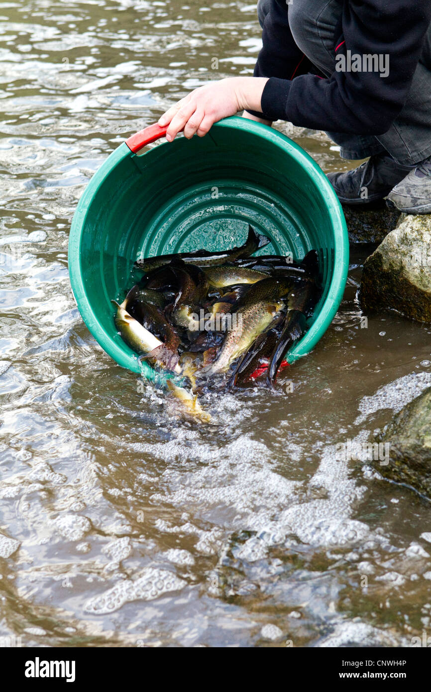 brown trout, river trout, brook trout (Salmo trutta fario), man pouring ...