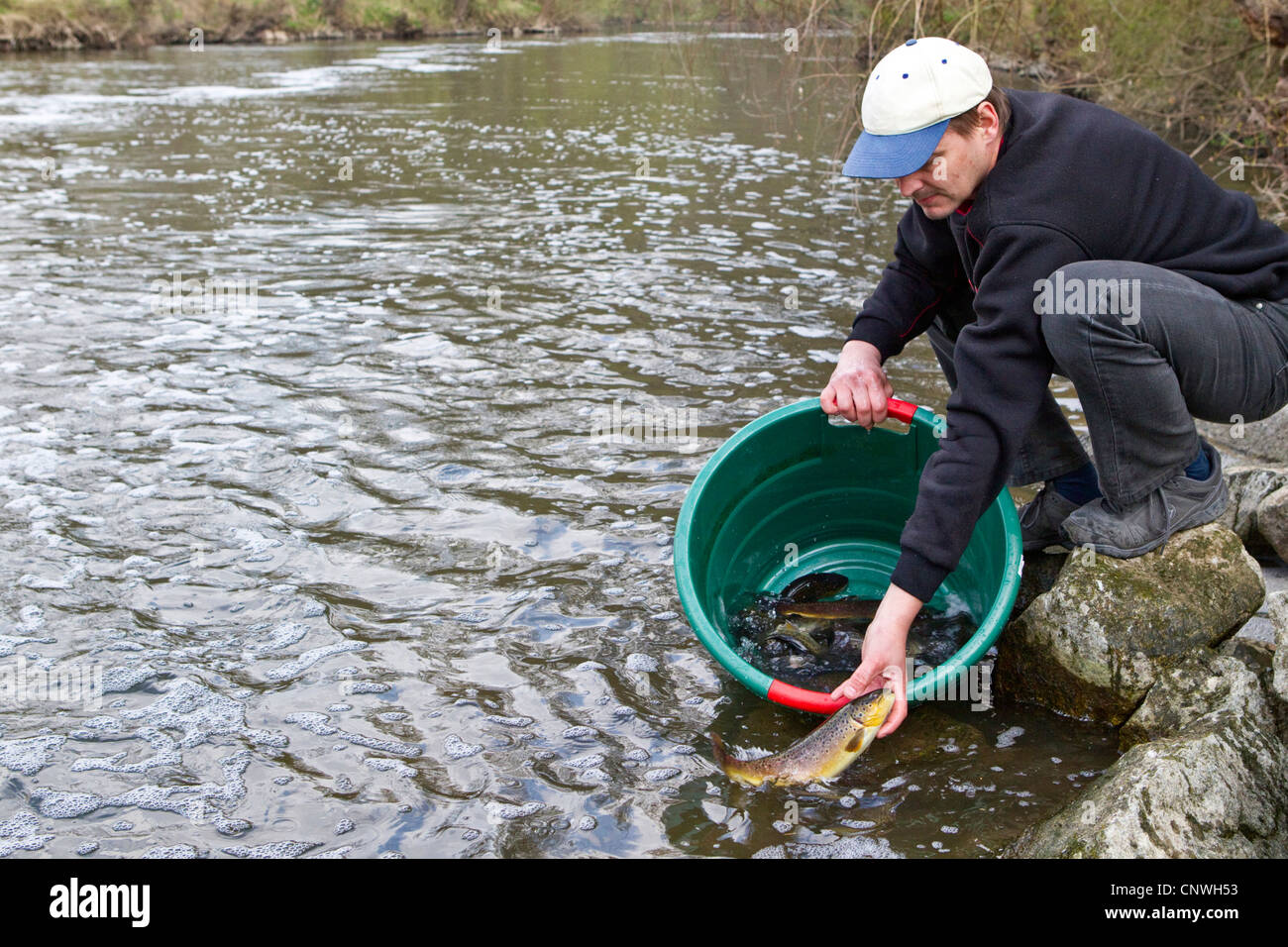 brown trout, river trout, brook trout (Salmo trutta fario), man pouring ...