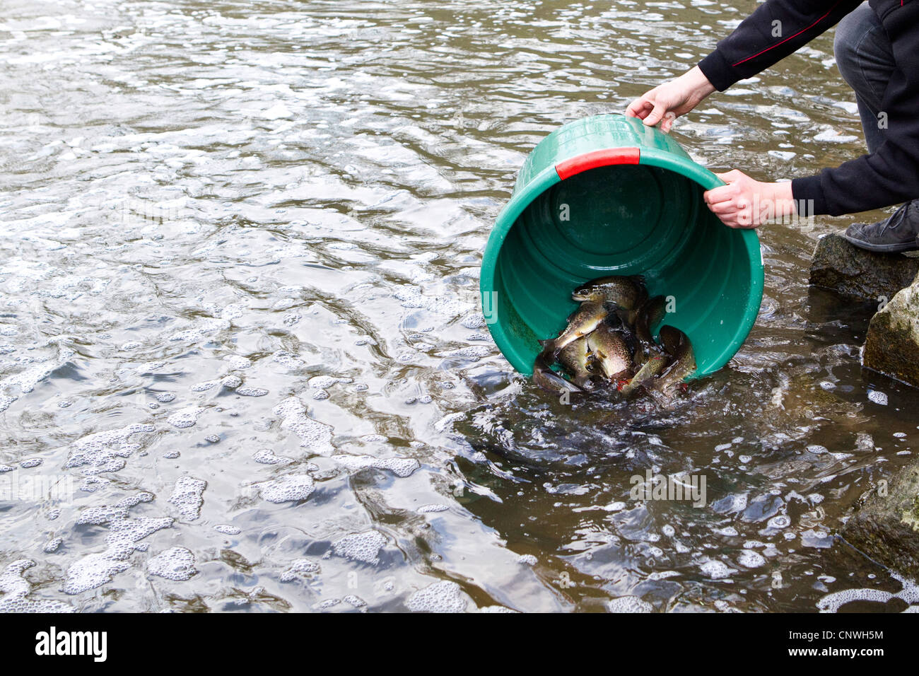 brown trout, river trout, brook trout (Salmo trutta fario), man pouring ...