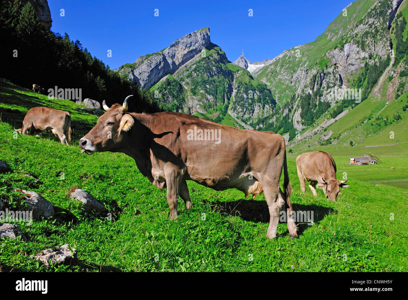 Alpine cow bos taurus appenzell hi-res stock photography and images - Alamy