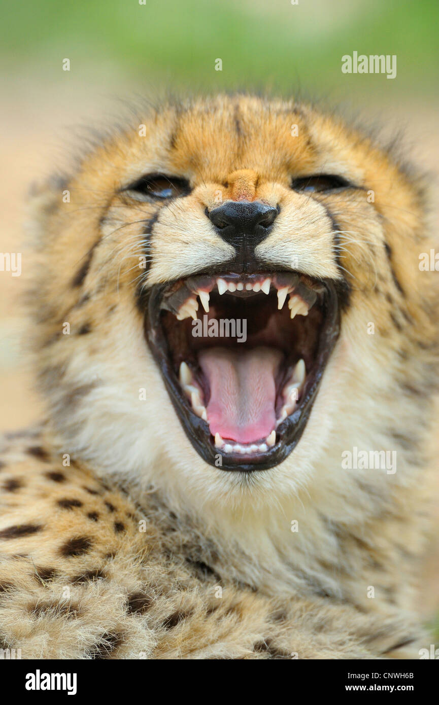 Close up cheetah head mouth hi-res stock photography and images - Alamy