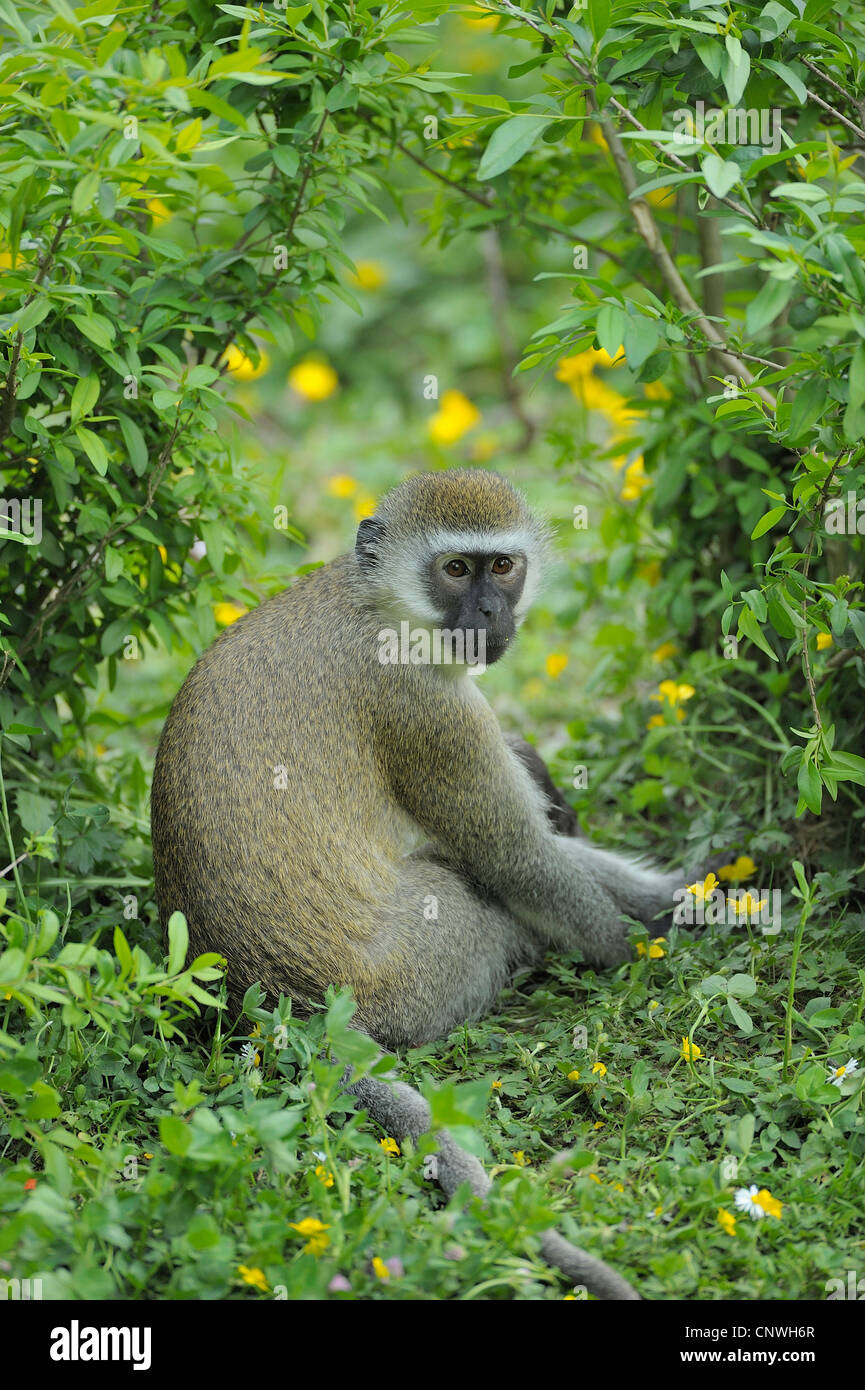 Green vervet monkey hi-res stock photography and images - Alamy