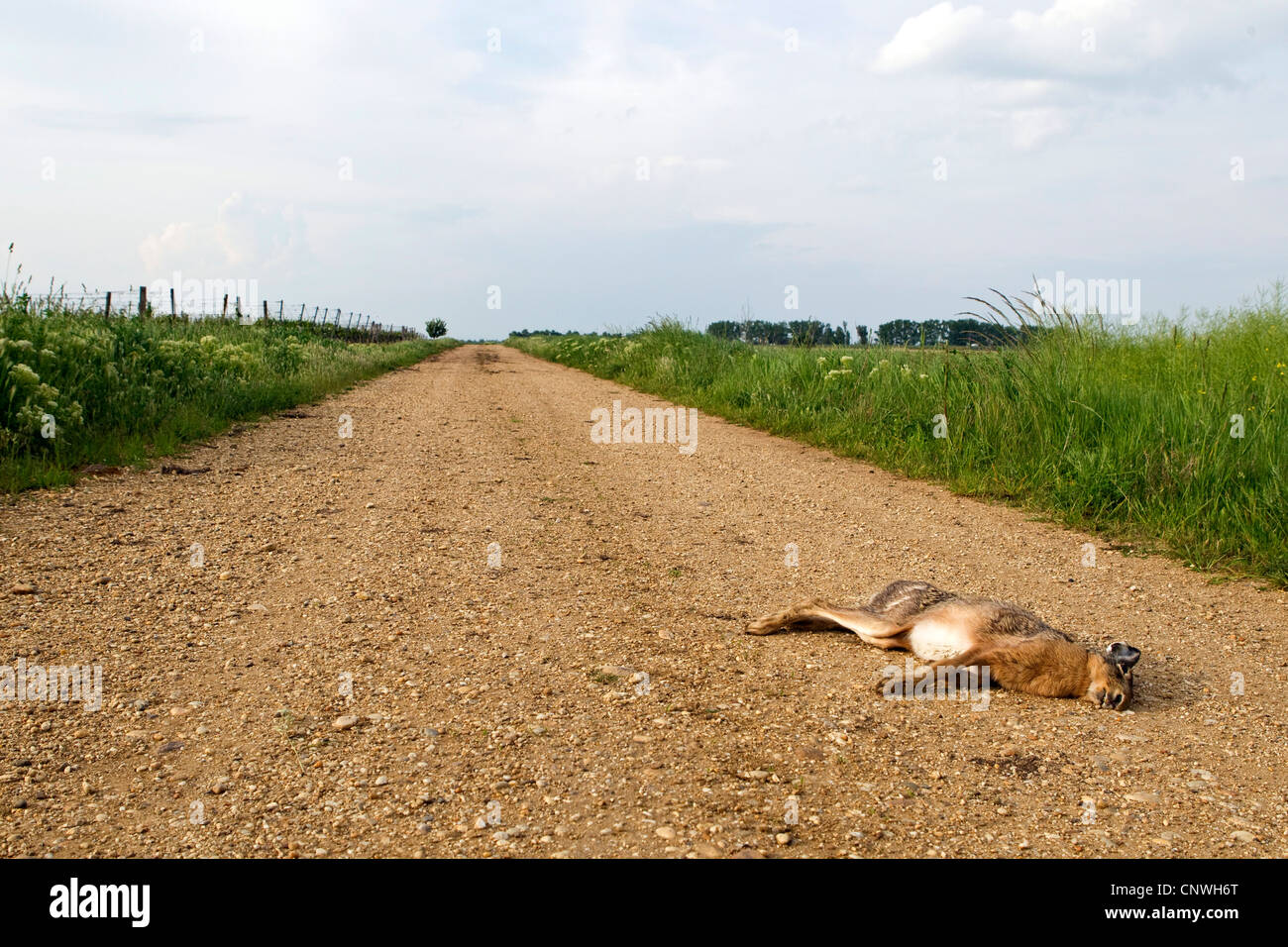 European hare (Lepus europaeus), animal run over lying on a gravel path ...