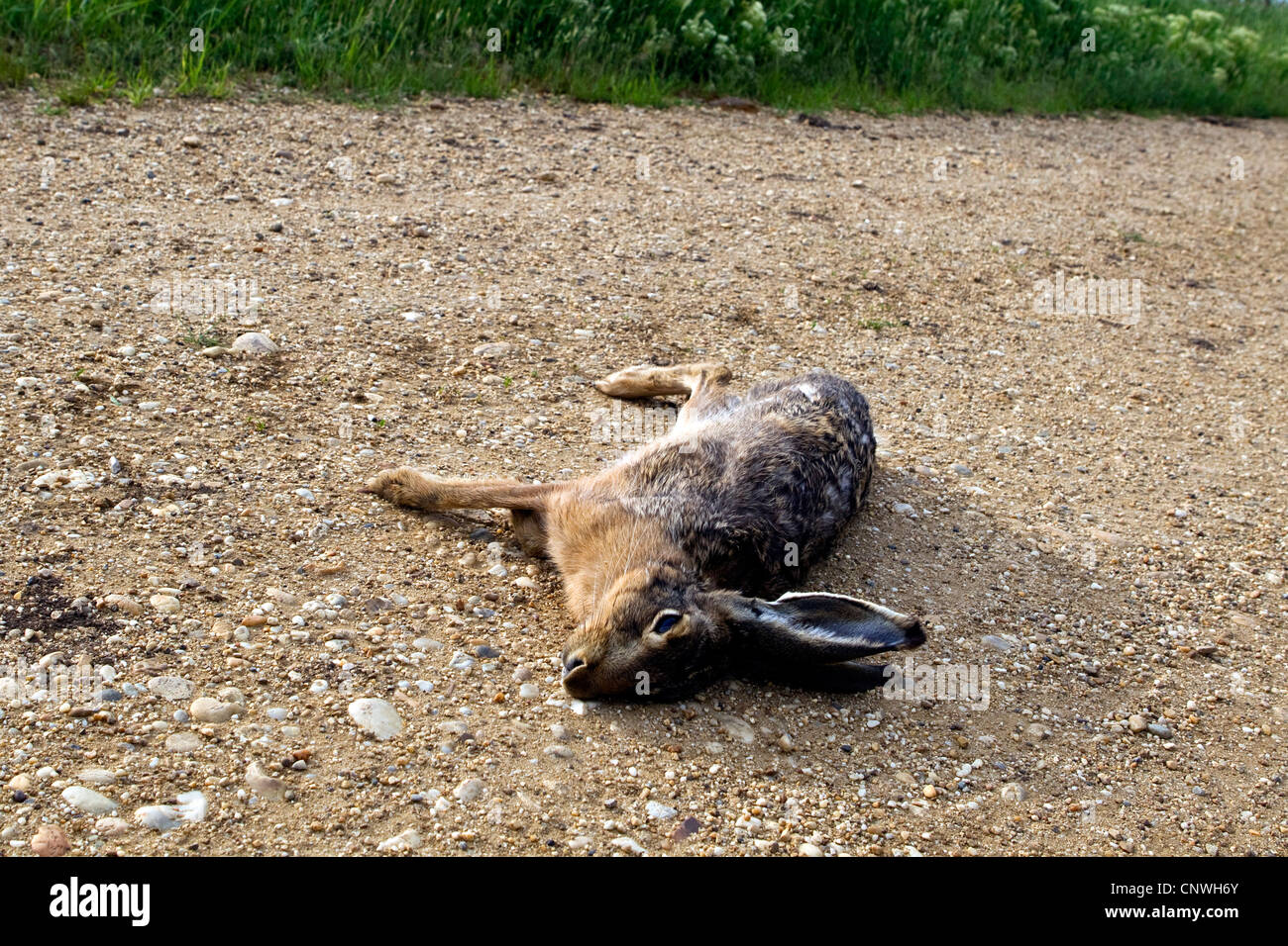 European hare (Lepus europaeus), animal run over lying on a gravel path ...
