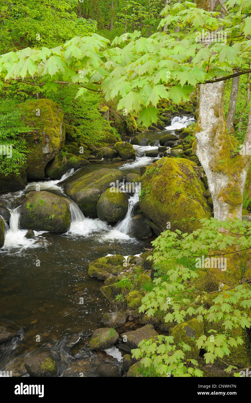 Maple creek hi-res stock photography and images - Alamy