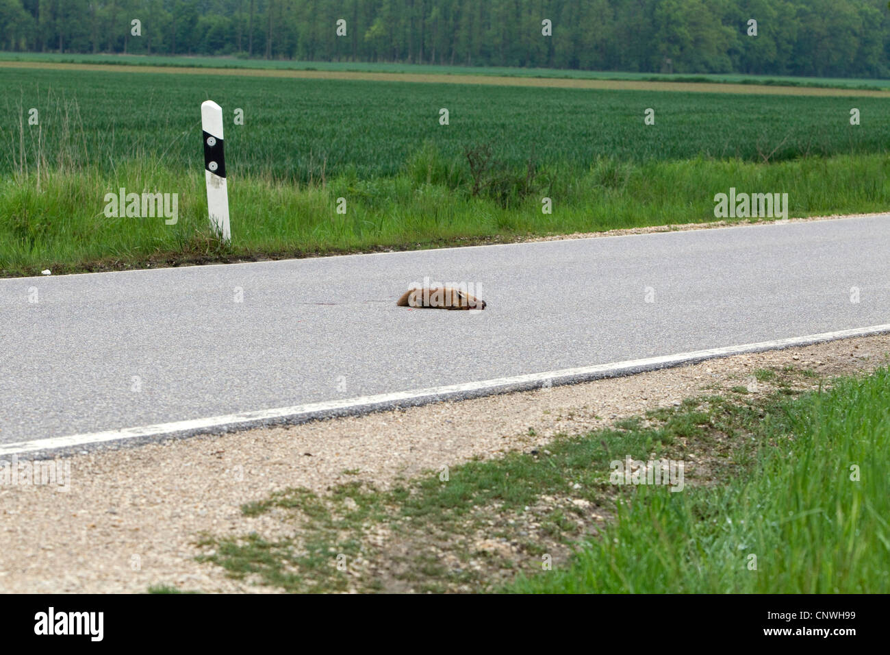 red fox (Vulpes vulpes), cub run over lying on country road, Austria ...