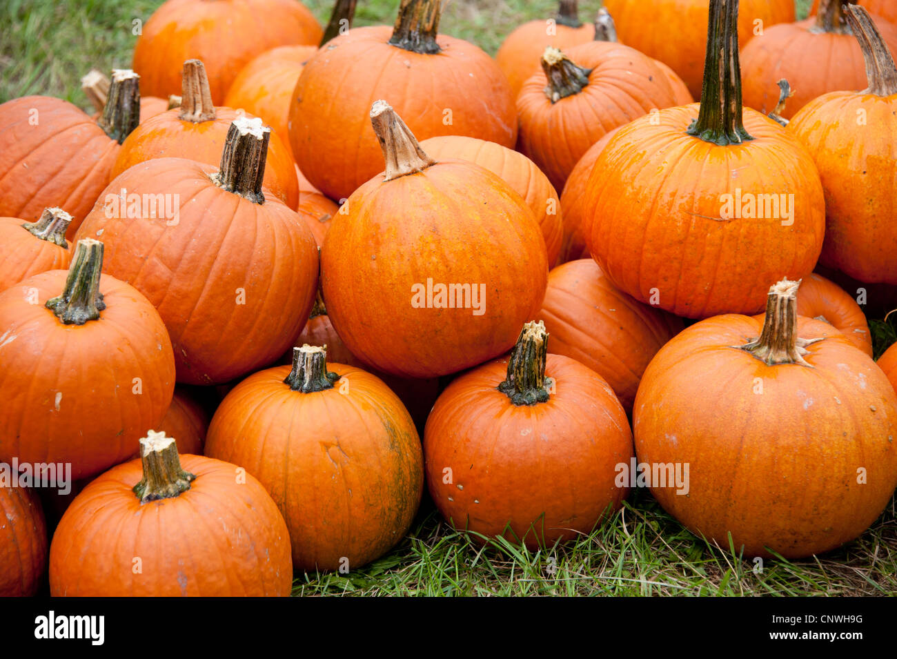 Pumpkins mound hi-res stock photography and images - Alamy