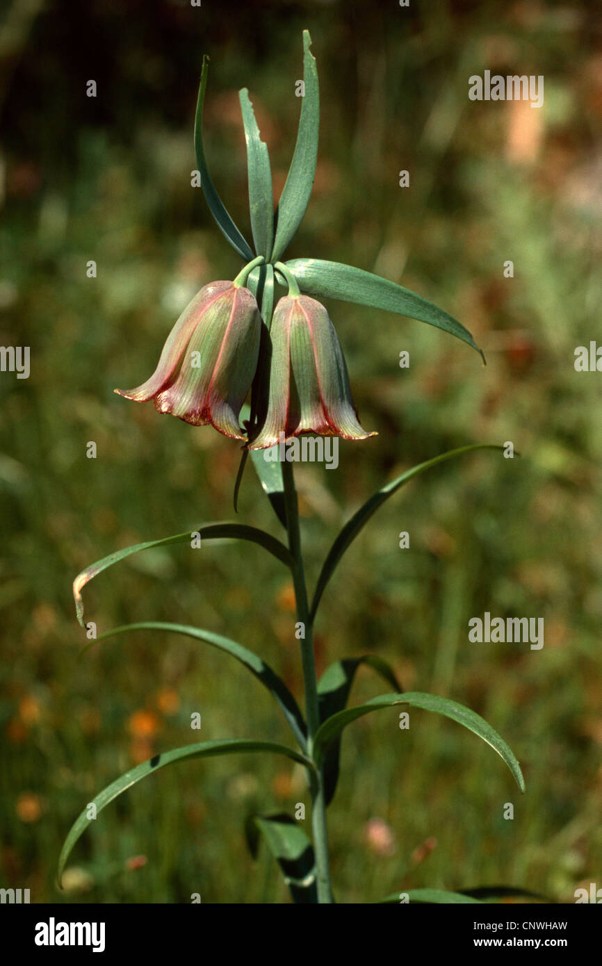 Pontica hi-res stock photography and images - Alamy