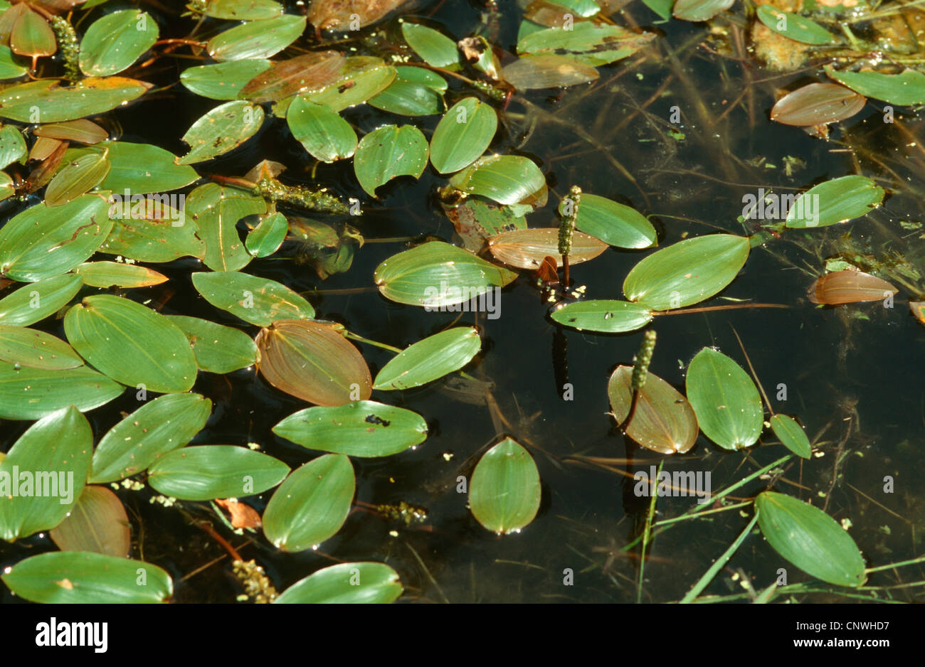 broad-leaved pondweed, floatingleaf pondweed (Potamogeton natans ...