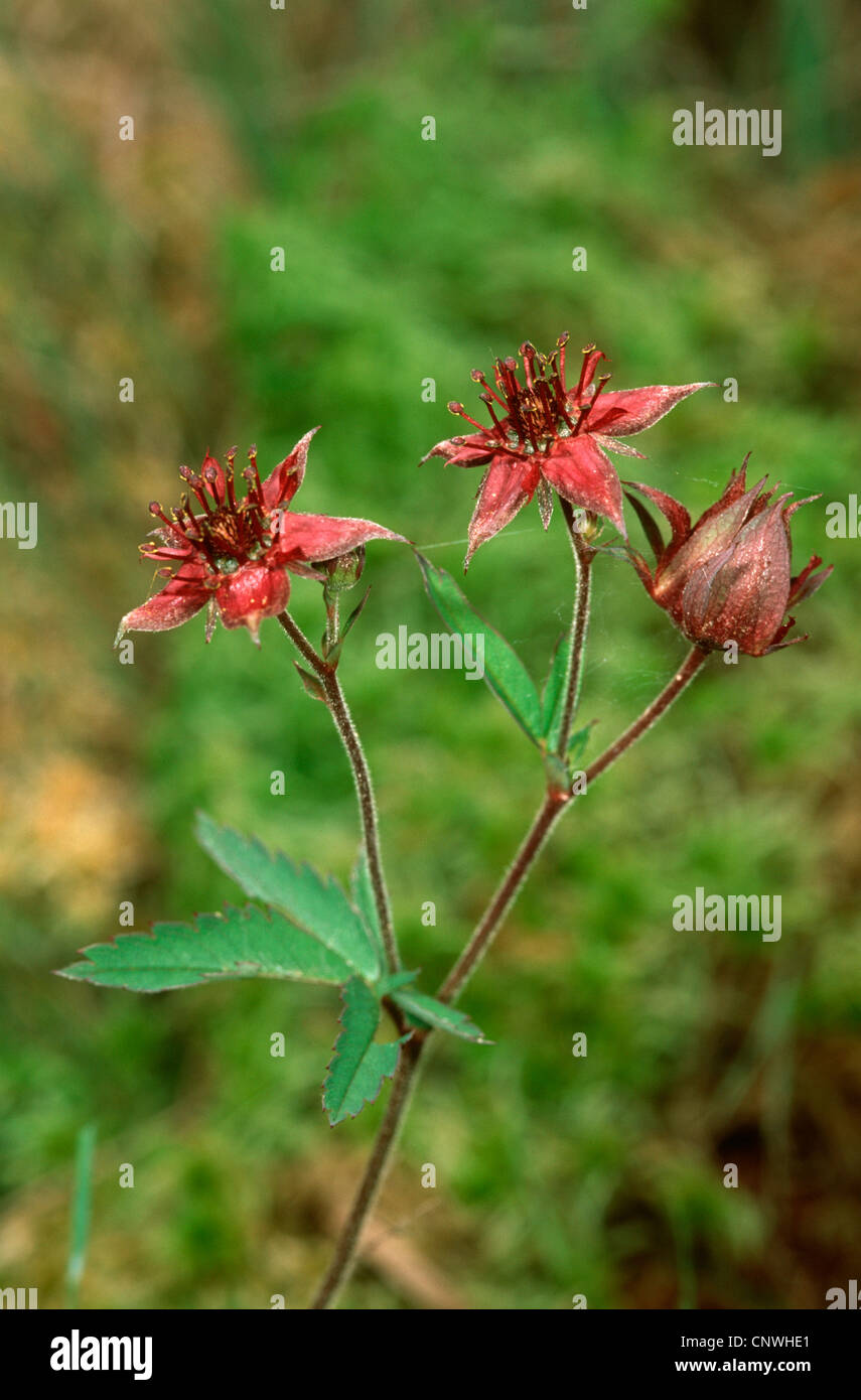 marsh cinquefoil, marsh five-finger, purple cinquefoil (Potentilla ...