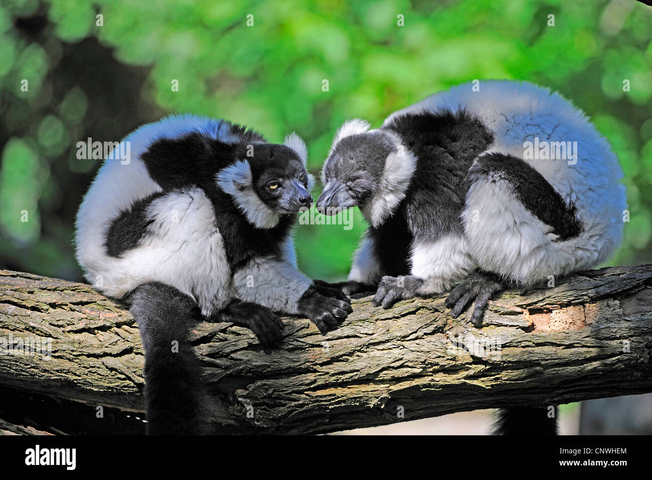 variegated lemur, ruffed lemur (Varecia variegata), two animals sitting ...