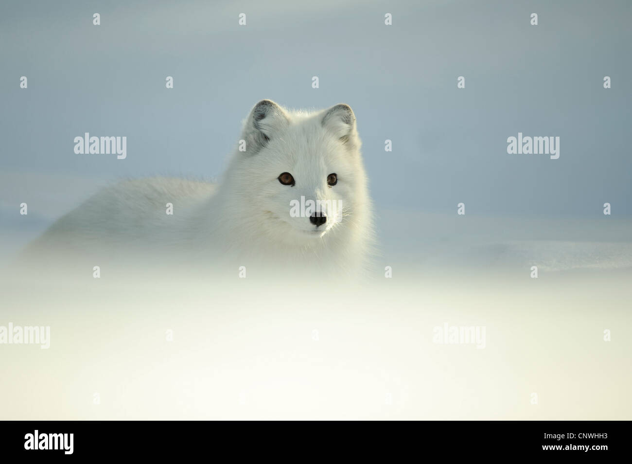 Baby fox in snow hi-res stock photography and images - Alamy
