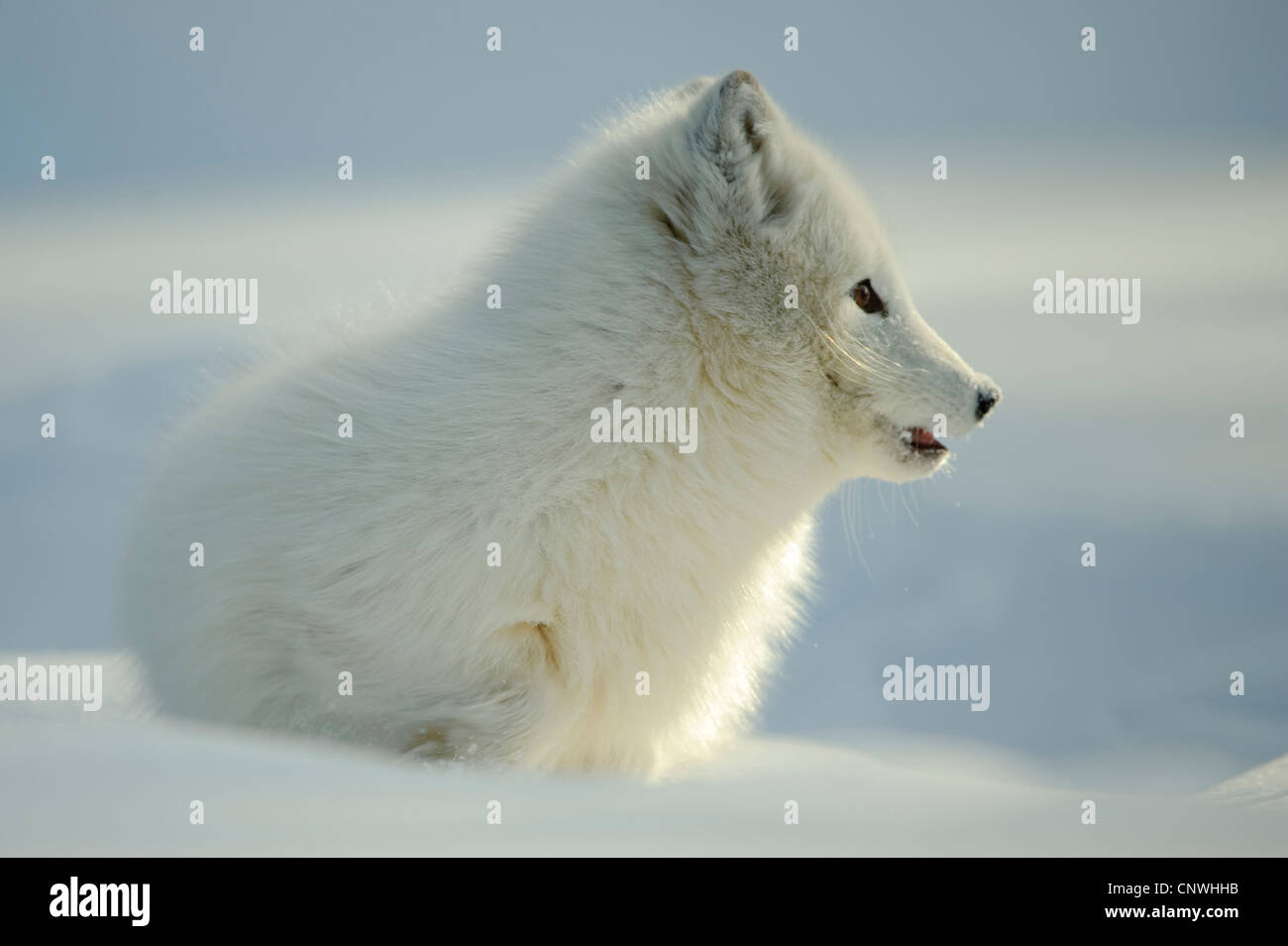 Arctic fox head in snow hi-res stock photography and images - Alamy