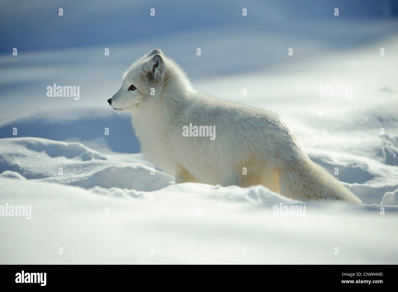 Arctic Fox Pups In Winter