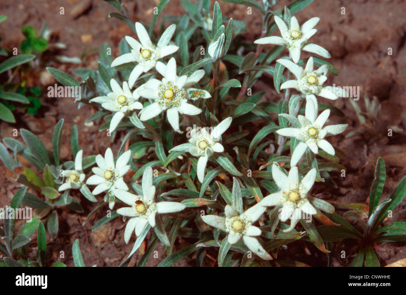 edelweiss (Leontopodium alpinum), blooming, Germany, Alps Stock Photo ...