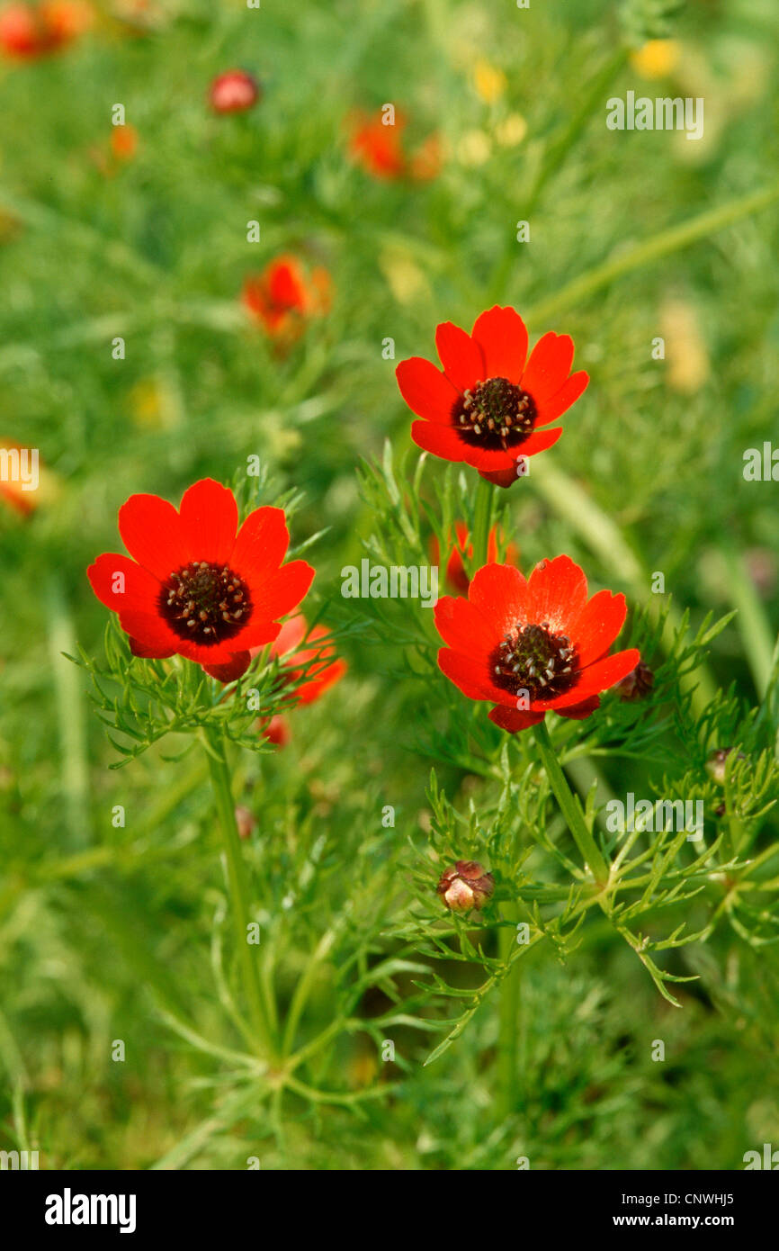 Greek adonis hi-res stock photography and images - Alamy