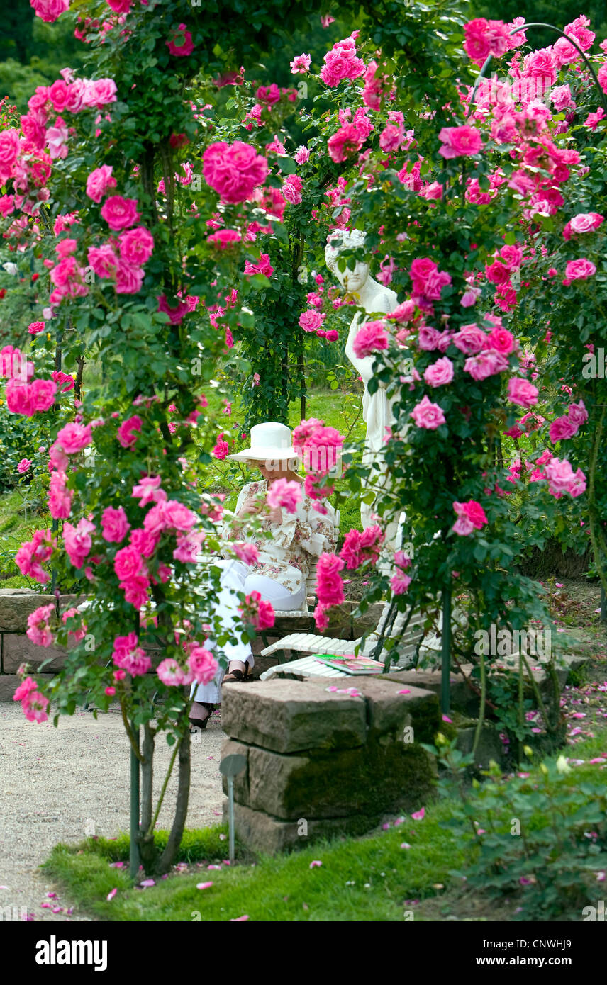 ornamental rose (Rosa spec.), woman sitting in a rose garden, Germany ...