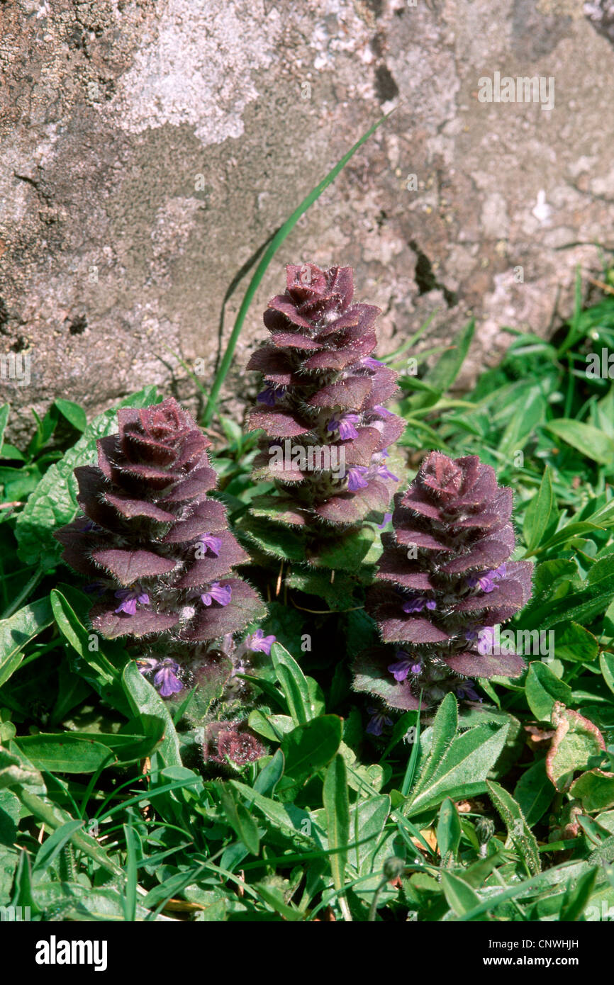 pyramidal bugle, erect bugle (Ajuga pyramidalis), blooming, Germany ...
