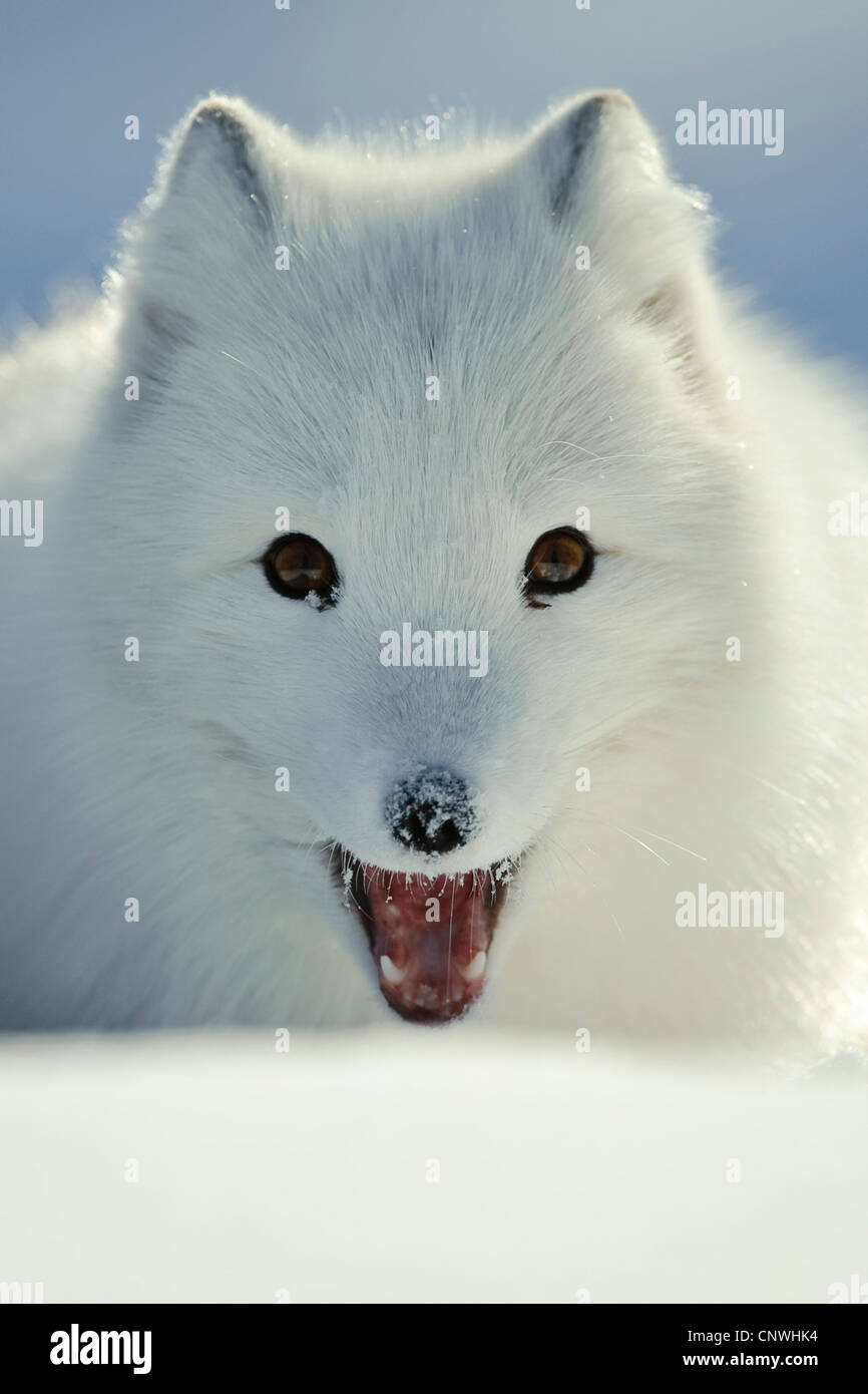 arctic fox, polar fox (Alopex lagopus, Vulpes lagopus), pup with snow ...