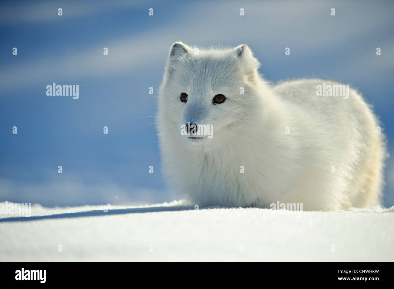 Arctic fox head in snow hi-res stock photography and images - Alamy