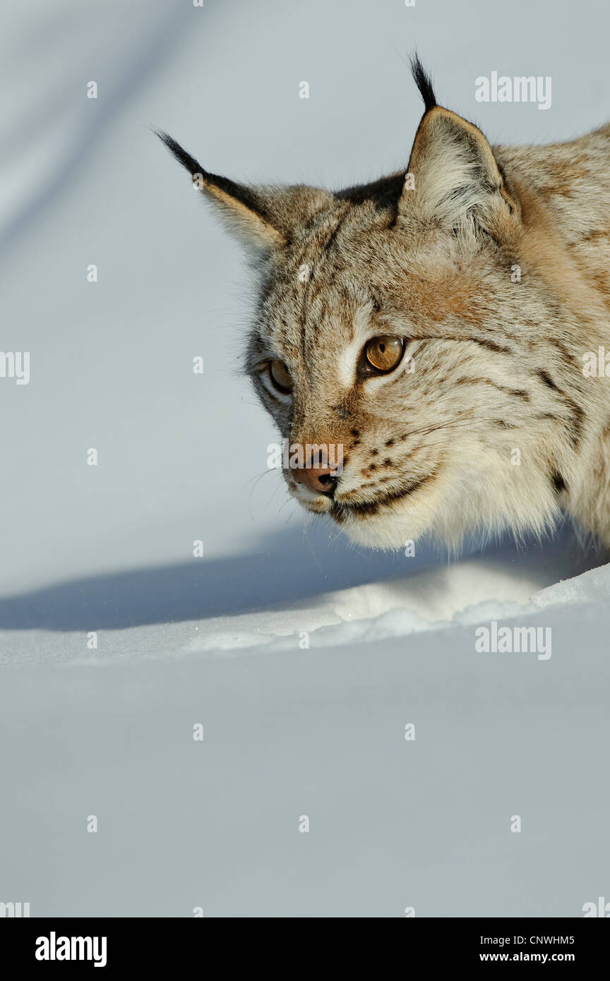 Eurasian lynx (Lynx lynx), in snow, Norway, Lauvsnes Stock Photo - Alamy