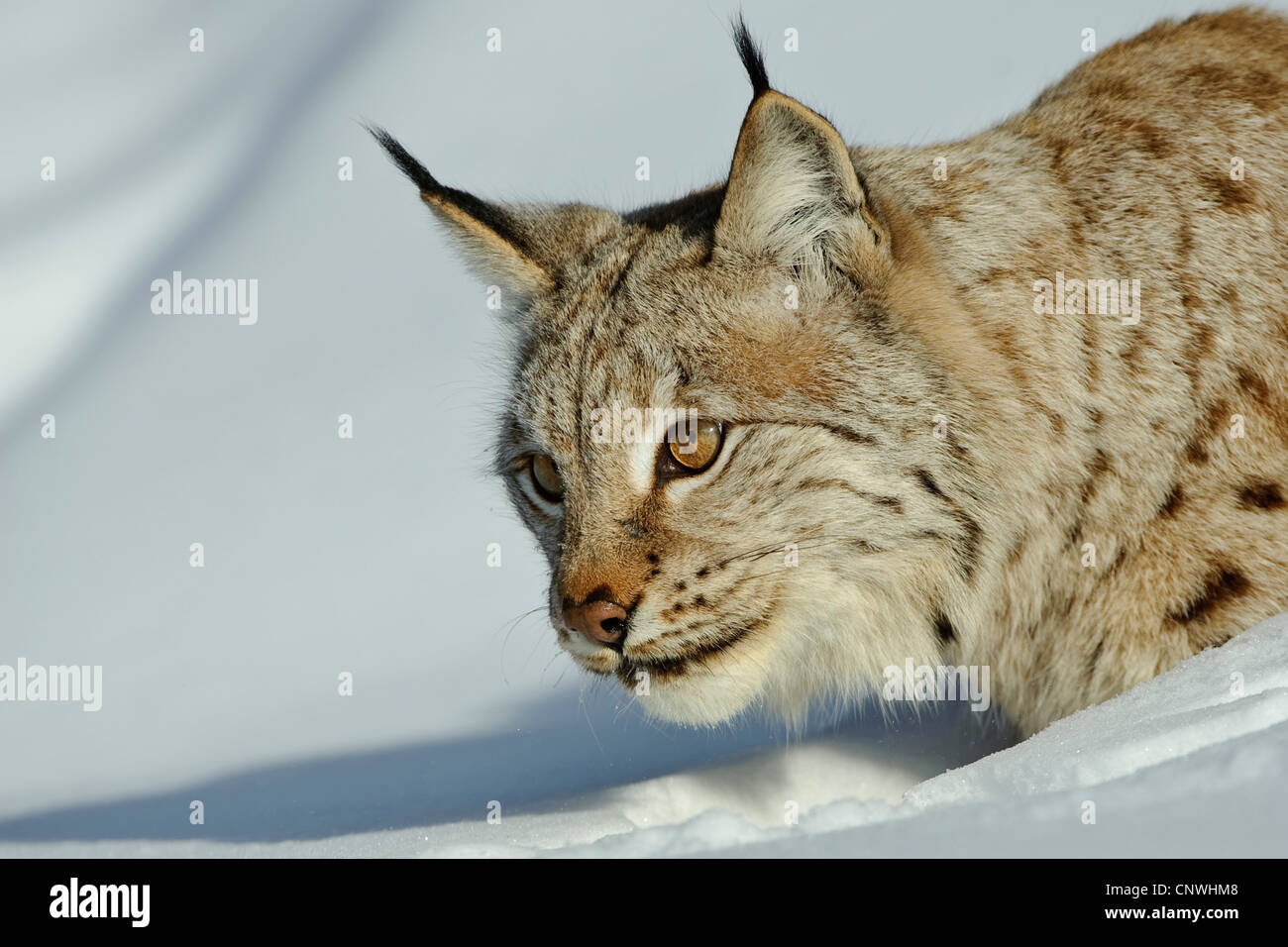 Eurasian lynx (Lynx lynx), in snow, Norway, Lauvsnes Stock Photo - Alamy