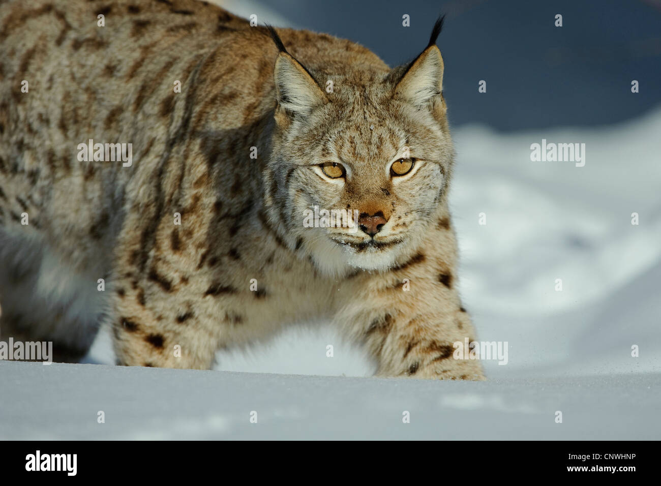 Eurasian lynx (Lynx lynx), in snow, Norway, Lauvsnes Stock Photo - Alamy